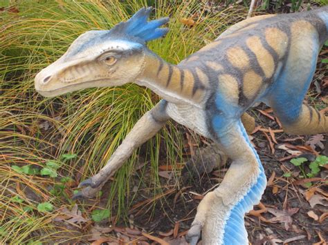 Troodon Museum Of Life And Science Dinosaur Trail Durham … Flickr