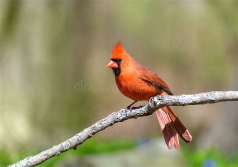 Bright Red Male Northern Cardinal With Open Green Background Stock
