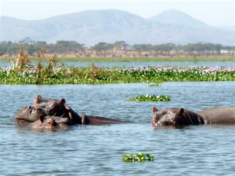 Excursion d une journée au lac Naivasha y compris l île du Croissant