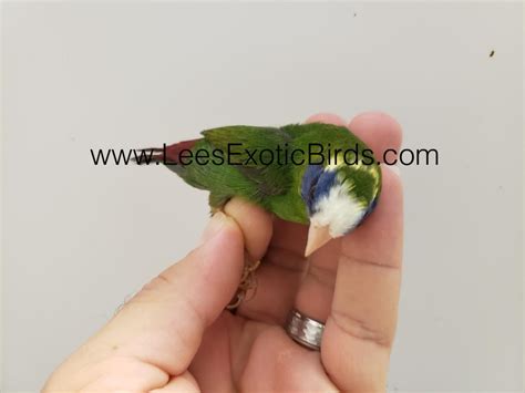 Parrot Finch Blue Face Pied Head Lees Exotic Birds
