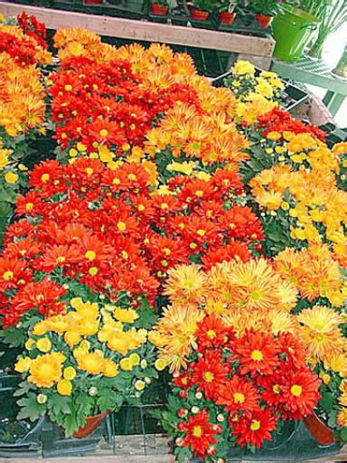 Plant Divide Mums Now For Pretty Fall Color