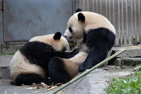 Precious Moment Of Mother Panda And Her Cubbies Wolong Panda Base