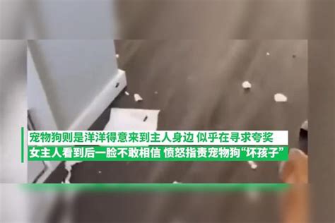 宠物狗拆家后一脸得意x27炫耀x27 主人打开家门后惊呆了 狗狗表情亮了家门狗狗主人