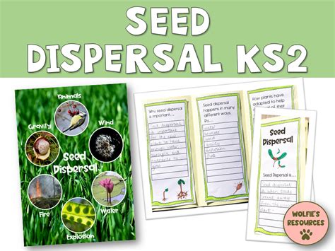 Seed Dispersal Definition Types And Its Examples