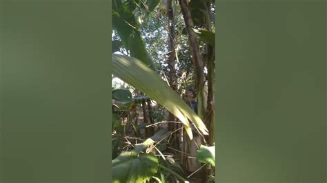 কলা গাছ কাটার নতুন টেকনিক।এভাবে কলা গাছ কাটলে কলার কোন রকম ক্ষতি হবেনা