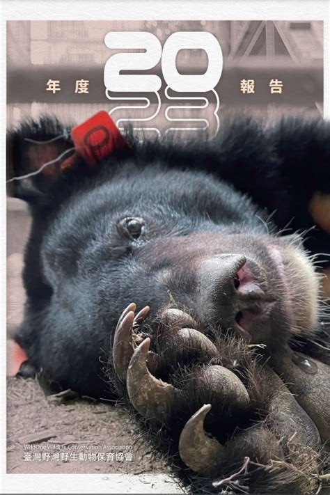 一起回顧2023！ 野灣年度報告 社團法人臺灣野灣野生動物保育協會