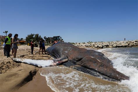 Humpback Whale That ‘thanked Rescuers Who Freed It From Illegal Net