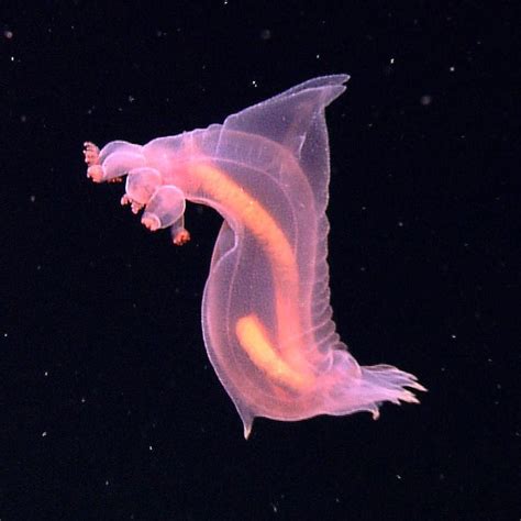 The 13 Deepest Trenches In The Ocean A Z Animals
