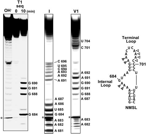Structure Probing Of The Nmsl Denaturing Page Analysis Of Rnase 1 And