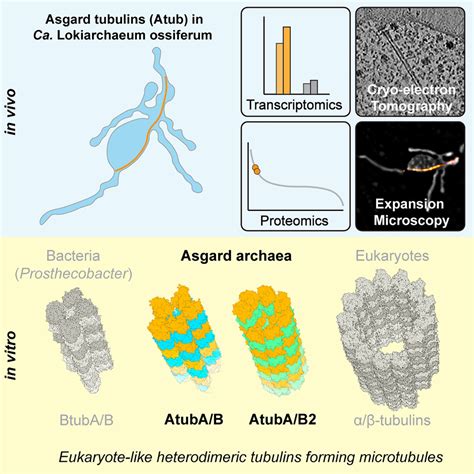Microtubules In Asgard Archaea Cell