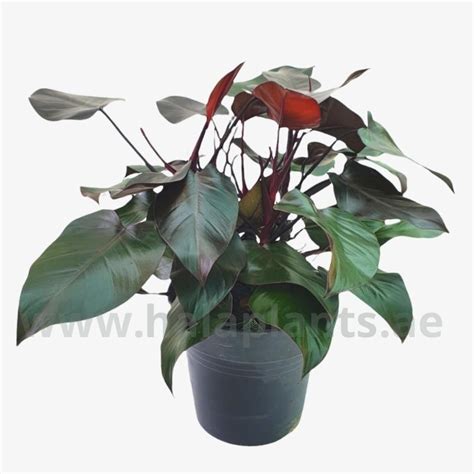 Philodendron Purple Congo Non Flowering Plants Halaplantsae