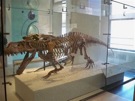 The Forgotten Archosaurs Prestosuchus