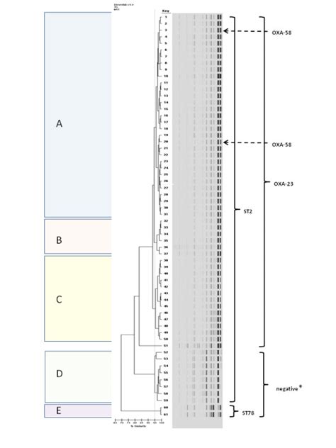 Dendrogram And Computer Generated Image Of Rep Pcr Banding Patterns Of