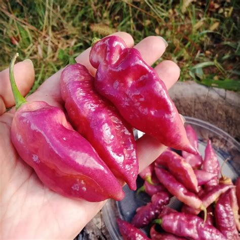 Bhut Jolokia Purple Ghost Hot Pepper Gaia Organic Seeds