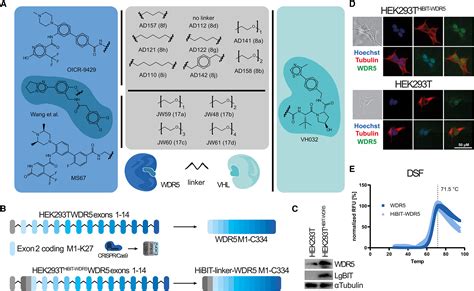 Tracking The Protac Degradation Pathway In Living Cells Highlights The Importance Of Ternary