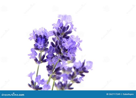 Lavender Flowers Closeup Isolated On White Stock Image Image Of