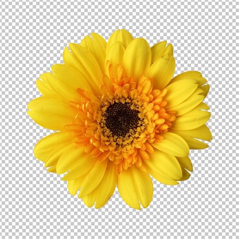 Premium PSD Yellow Gerbera Flower Isolated Rendering