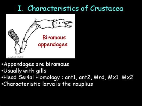 Sub Phylum Mandibulata Class Crustacea Sub Class Malacostraca
