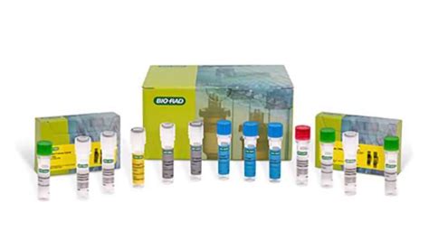 Simultaneous Detection Of Zika Dengue And Chikungunya Viruses Technology Networks