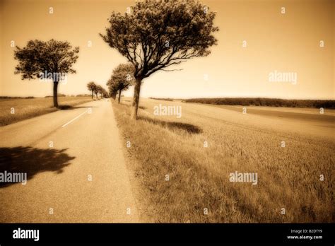 Tree Lined Road With Field Monochrome Orton A Straight Road With A White Center Line And Lined