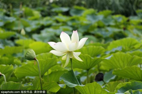 玉渊潭公园内雨后荷塘风光迷人