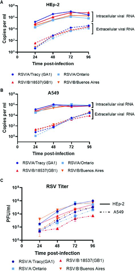 Viral Load And Replication Kinetics Of Rsv Infection Hep 2 And A549 Download Scientific