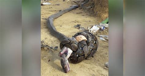 Python Vs King Cobra Fight Python Suffocated The Cobra While King Cobra