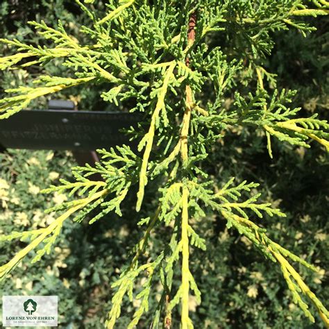 Juniperus Media Pfitzeriana Aurea Baumschule Lve