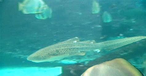 Shark Switches To Asexual Reproduction Gives Male Less Birth Cnet