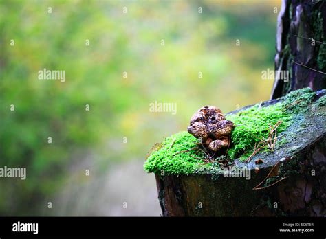 Forested Fungi Hi Res Stock Photography And Images Alamy