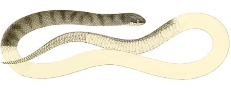 Bivariate Plots With 95 Confidence Regions For The First Two Axes Download Scientific Diagram