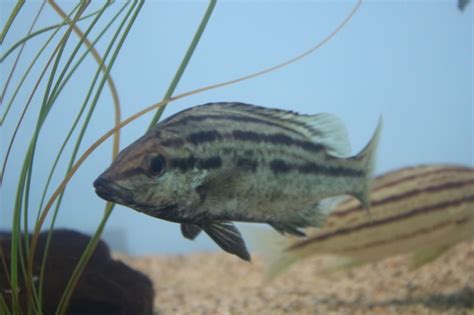Rhyncopelates Oxyrhynchus