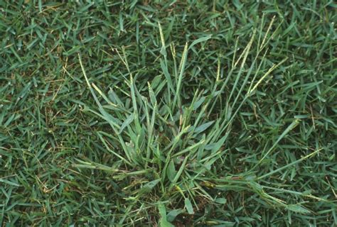 Garden Grants Pass Stop Crab Grass Before It Starts
