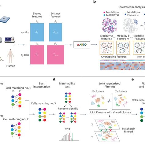 Schematic Of The Mario Analysis Pipeline A Single Cell Proteomic