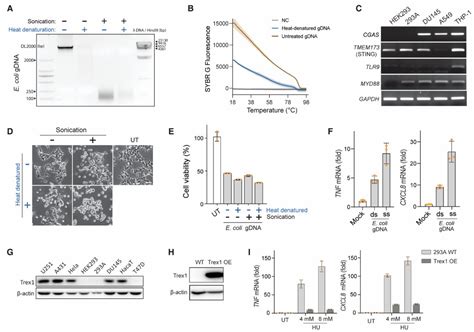 Neon Transfection System Thermo Fisher Bioz
