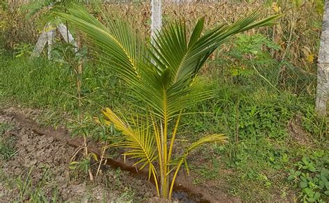 Coconut Farming In Tamil Nadu Rehoboth Organic Farms Ariyalur
