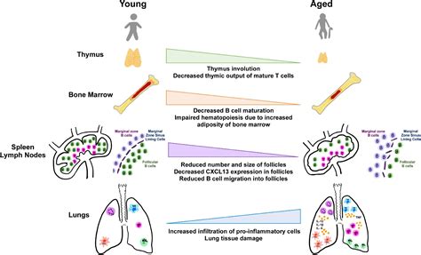 Aging And Disease