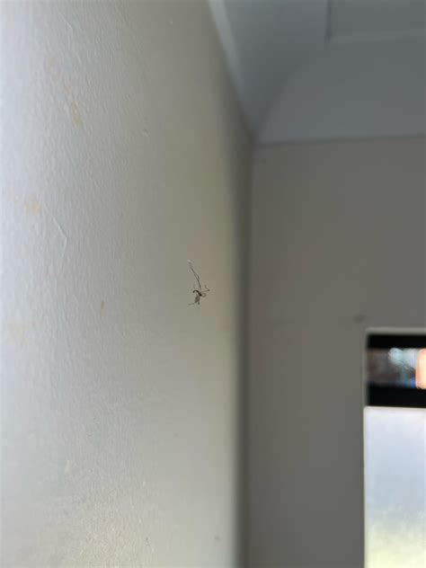 This Random Floating Bug Rmildlyinteresting