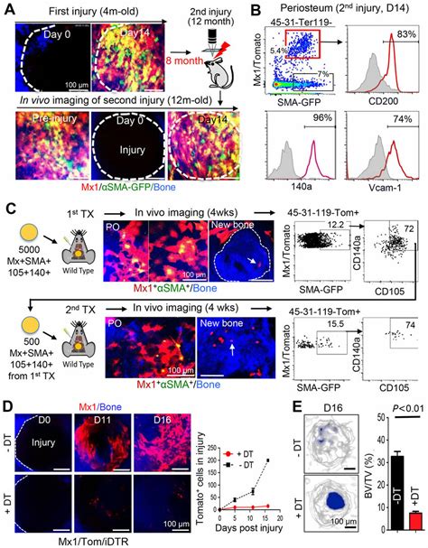 Mx1 αsma P Sscs Are Long Term Repopulating Cells And Necessary For Download Scientific
