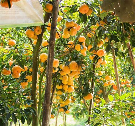 Ghé Thăm Vườn Trái Cây Cái Mơn Thiên Đường Cây Ăn Trái Bến Tre