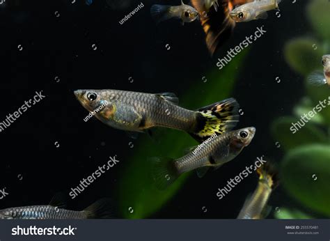 古比鱼图片水古鱼图片红古鱼图片第12页大山谷图库