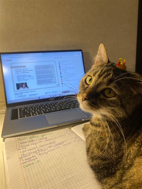 Cat With Laptop On Desk
