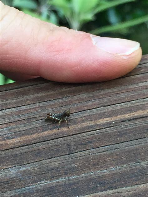 Tiny Grasshopper R Mildlyinteresting