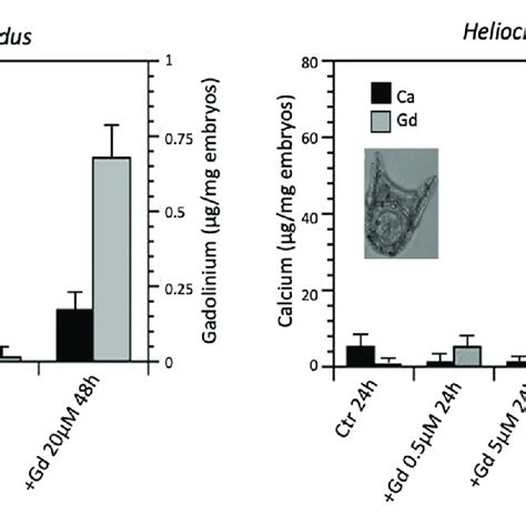 Calcium Ca And Gadolinium Gd Content Determined By Flame Atomic