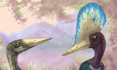 Age Old Rule Of Attraction Pterosaurs Were The Peacocks Of Jurassic