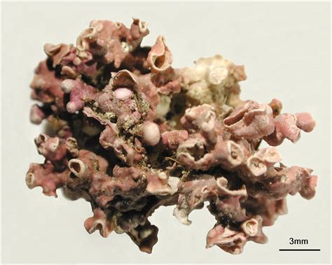 Lithothamnion Crispatum