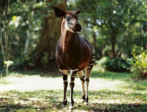 Okapi Tongue Ear Okapi Tongue Out Tuesday