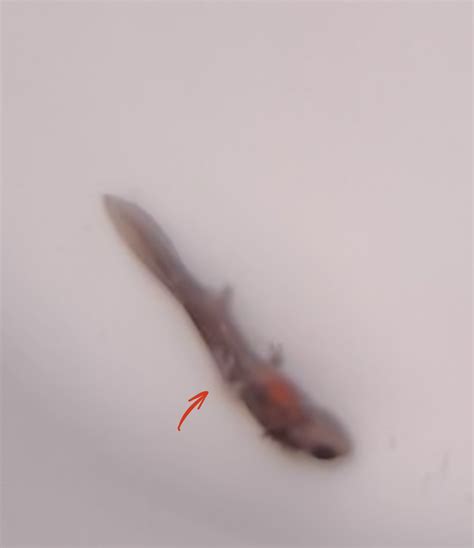 Newt Larvae Emergency Caudata Org Newts And Salamanders Portal