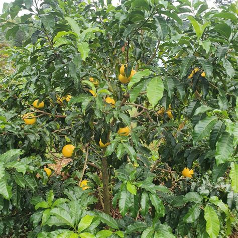 Cây Vú Sữa Hoàng Kim Giống Cây Tiềm Năng Mang Lại Hiệu Quả Kinh Tế Cao