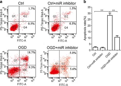 The Mir 224 Inhibitor Prevented Apoptosis Of Hcn 2 Cells A Cells Were